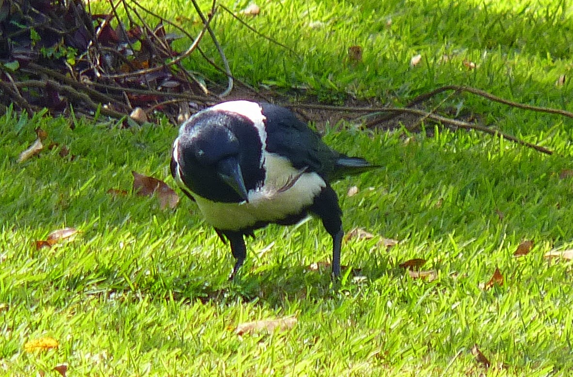 Birding For Pleasure: WILD BIRD WEDNESDAY - Pied Crow from Malawi
