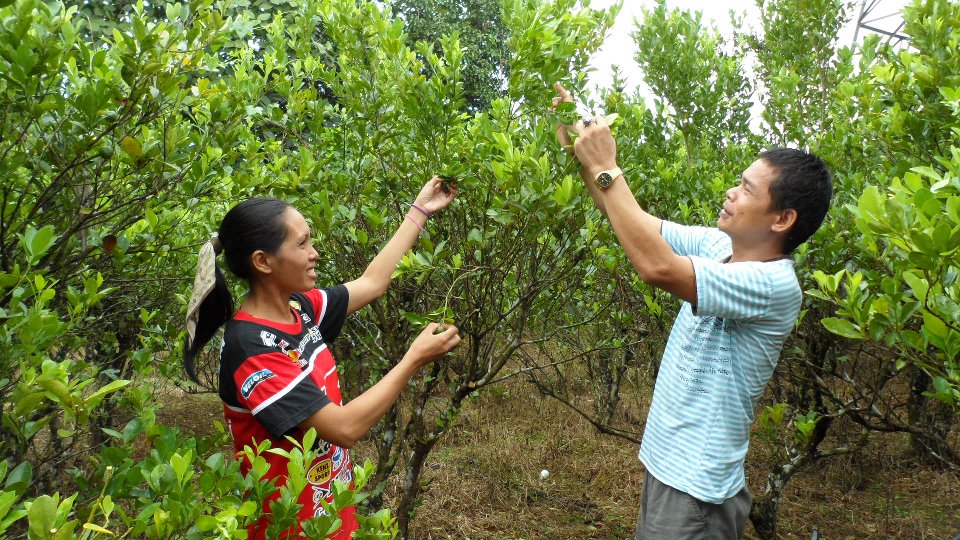 PIA Western Mindanao: Feature: There’s money in calamansi farming