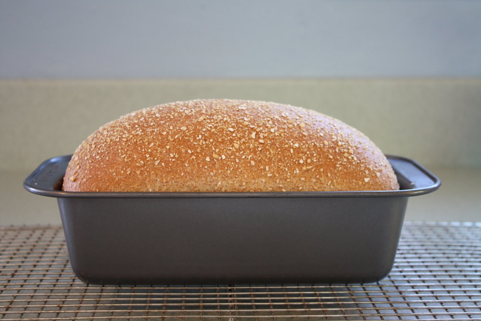 Recipes from Michelle's Kitchen: Whole Wheat Bread- Tutorial