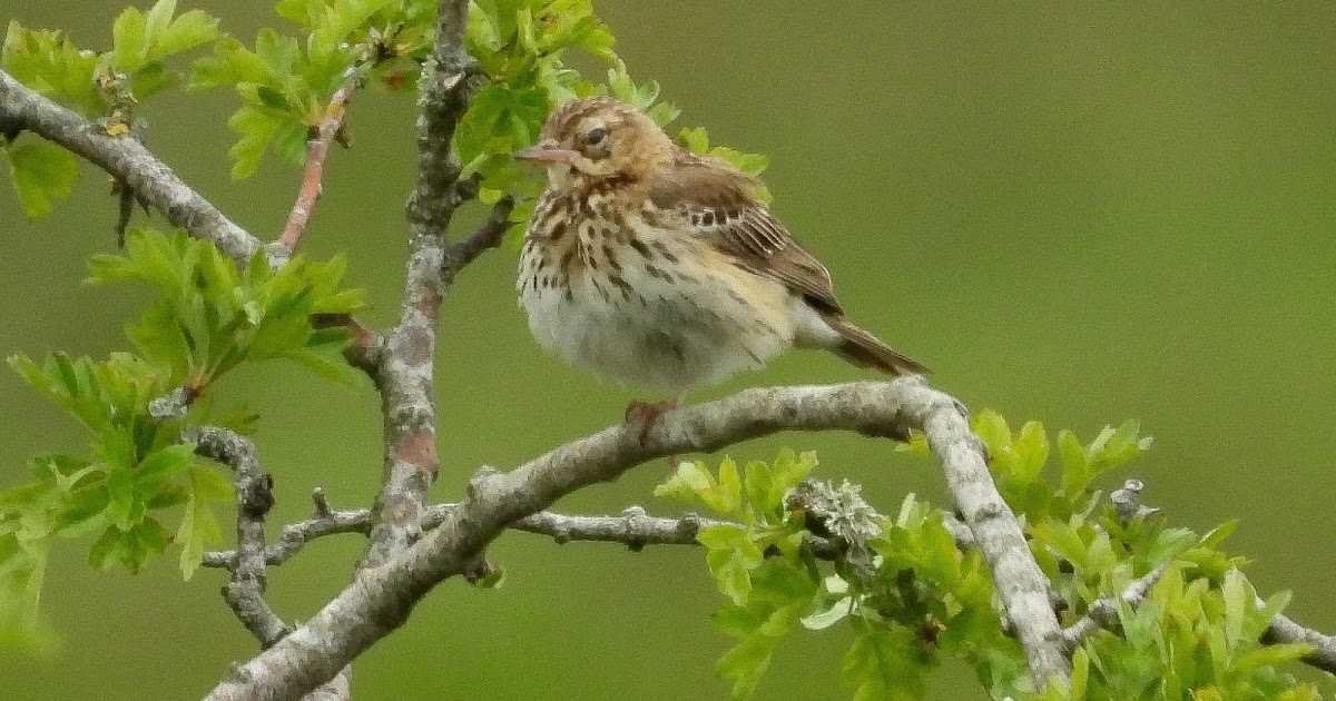 Borderlands Birding... and beyond: Beautiful Geltsdale ... Tree Pipits ...