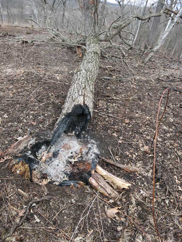 Tom's Blog: Coarse woody debris (CWD): role in oak savanna/woodland ...