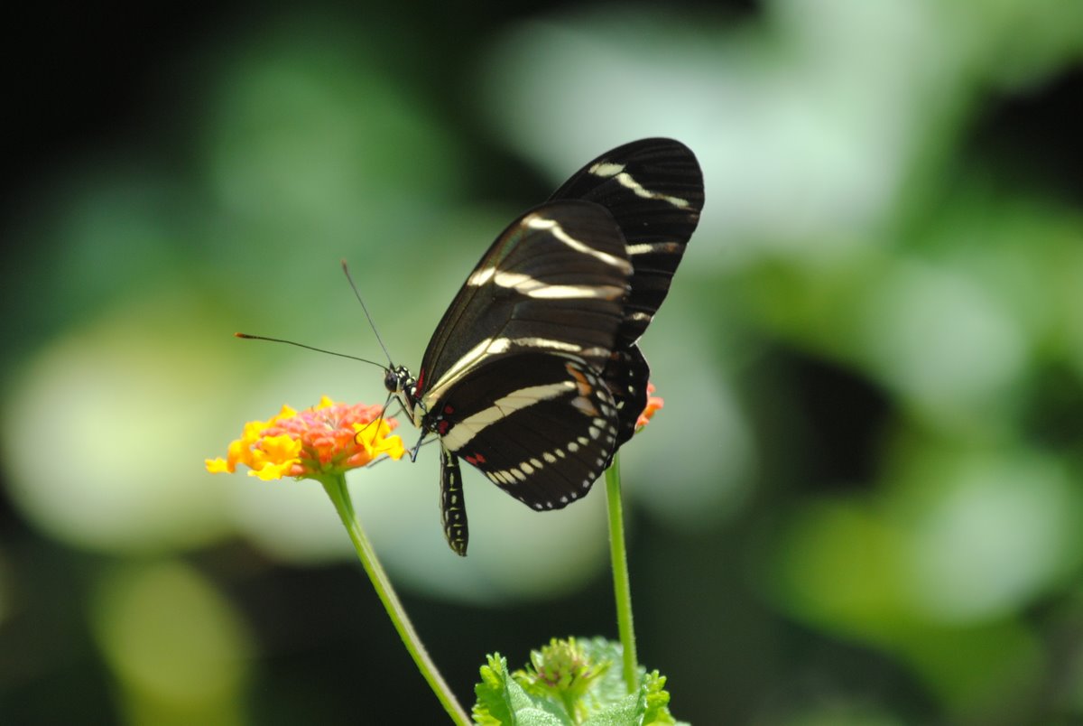 Field Notes and Photos: Zebra Longwing: Florida's State Butterfly