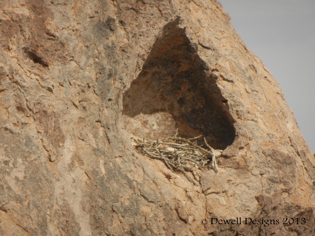 Me and My Dog ...and My RV: Some of the City of Rocks birds we've seen