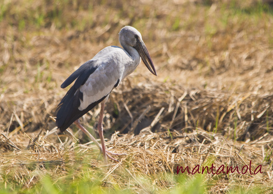 manta blog: Asian Openbill Stork