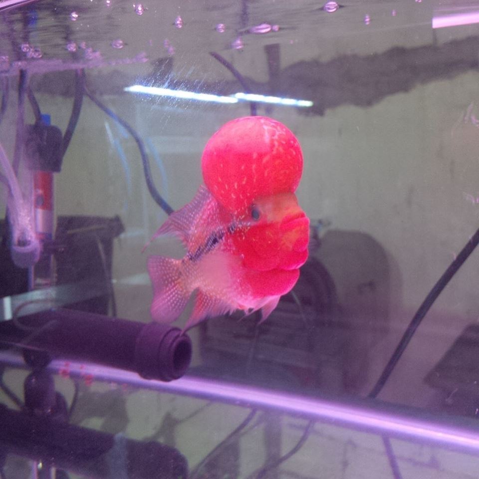 LOHAN METRO SURABAYA: HOME