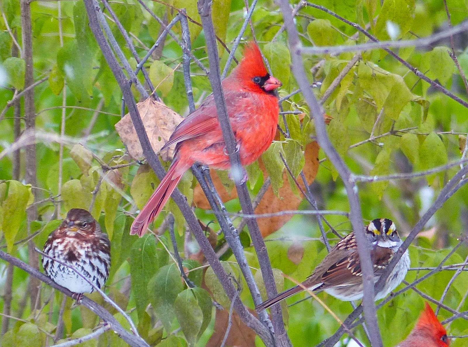 Looking Up: November Birds