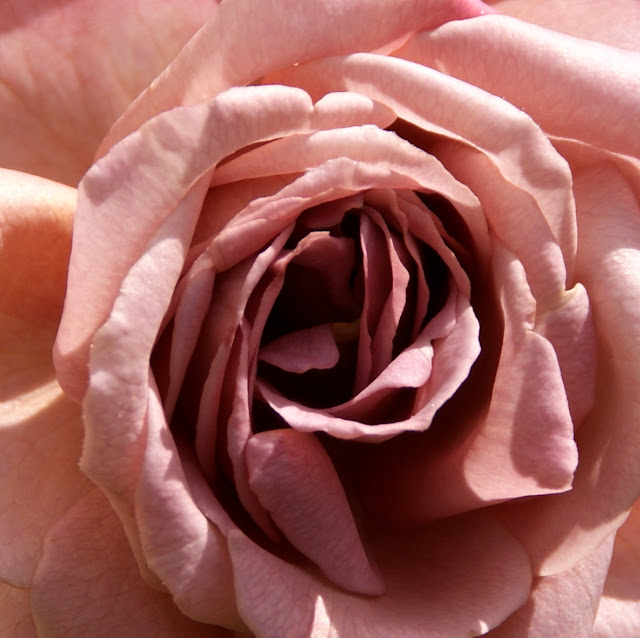 Organic Garden Dreams: September Roses