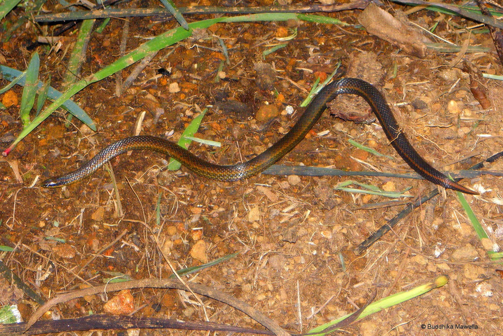 Lanka Nature Summary: Common Rough-sided snake (Aspidura trachyprocta)