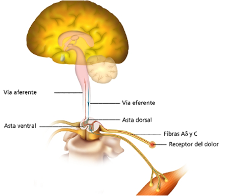 El mejor BLOG de entrenamiento de tu vida: Vía aferente y vía eferente ...