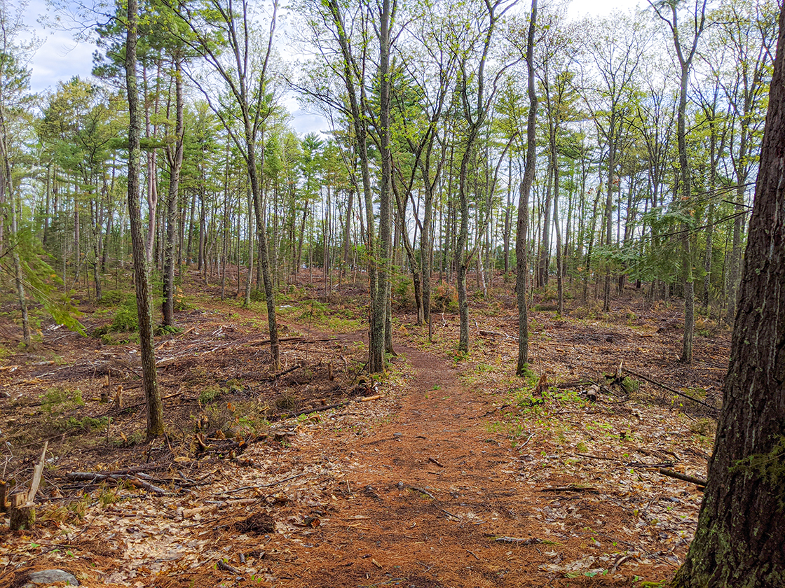 Hiking the Escanaba Lake Trail in Vilas County
