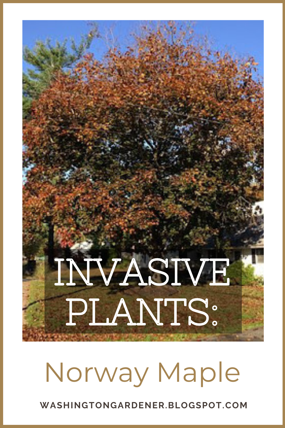 WashingtonGardener: Invasive Species Spotlight: Norway Maple