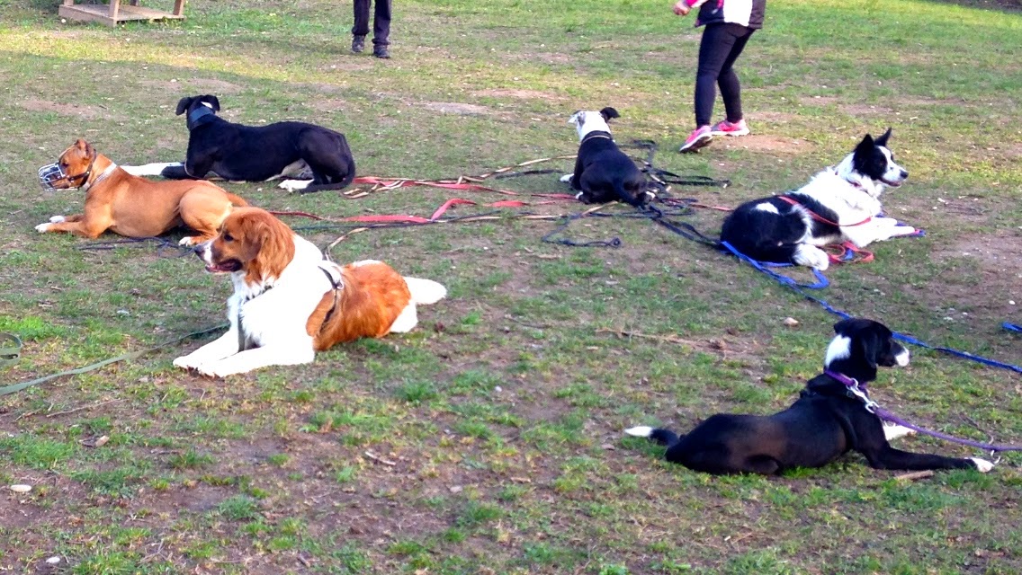 Showing our improvement - Bongo the Dog