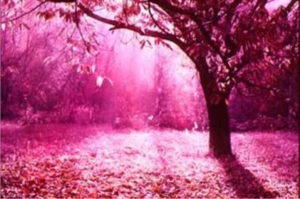 Ministério Infantil Crianças para Cristo: Imagens Pink um mundo cor de Rosa