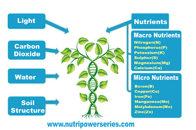 Nutri Power Series Organic Fertilizers: Importance of Micro and Macro ...