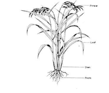 #95 Rice adaptation for growing with its roots submerged in water ...
