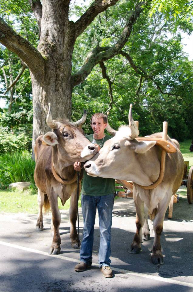 Clay Hill Farm: Meet our Oxen