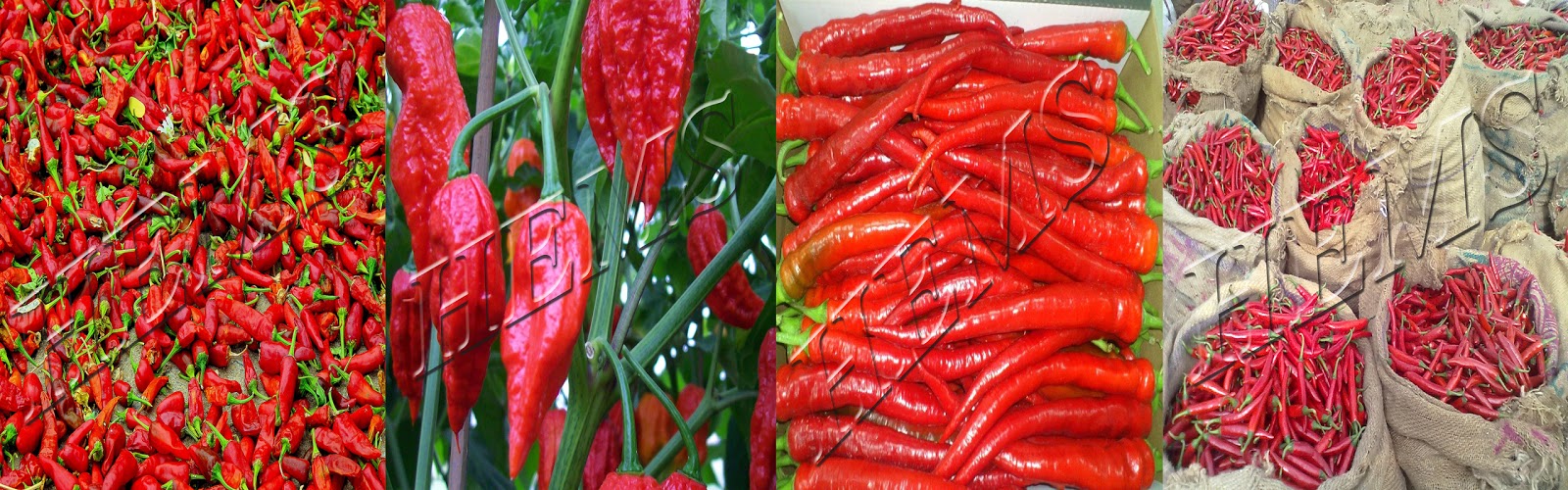 DRIED RED CHILLI (MIRCHI) ~ HEMS INDUSTRIES PVT LTD