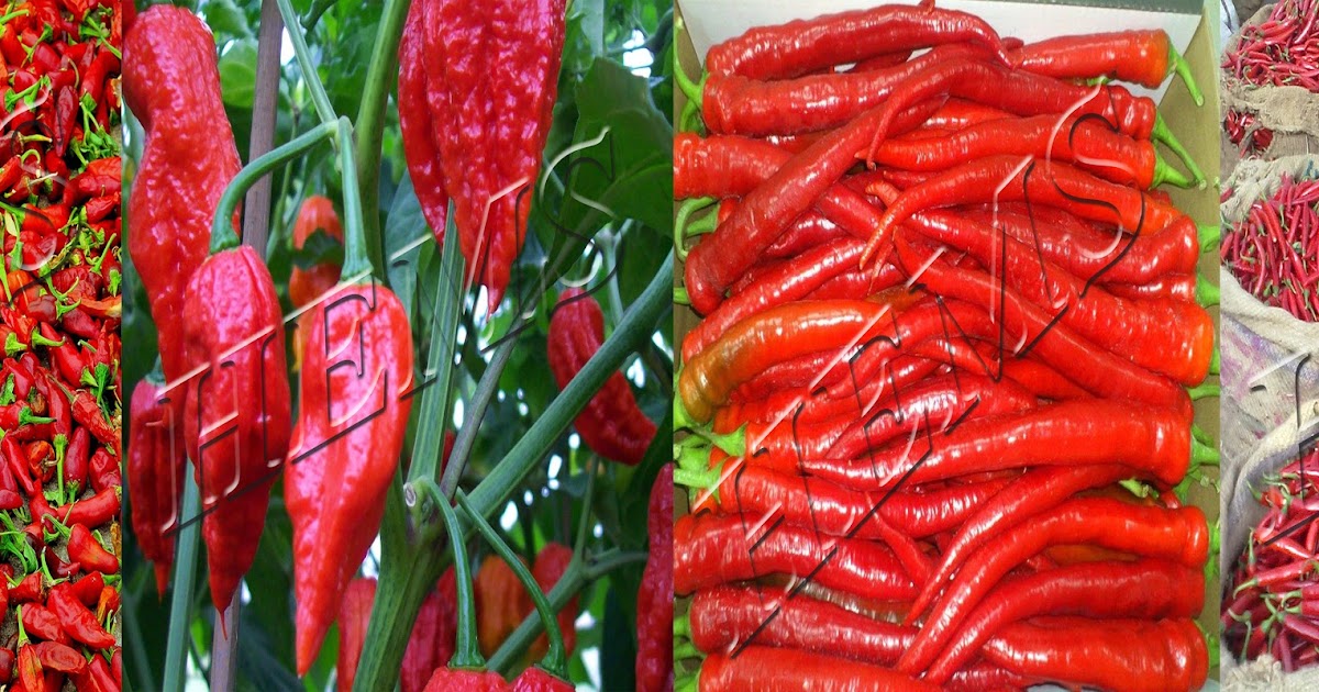 DRIED RED CHILLI (MIRCHI) ~ HEMS INDUSTRIES PVT LTD