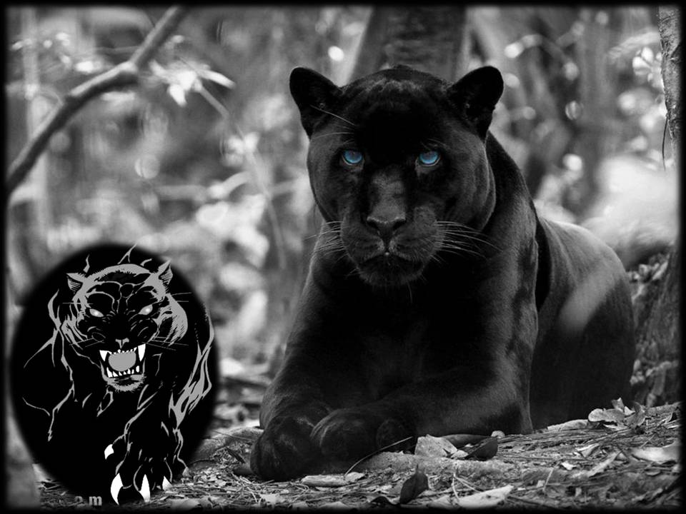 CHAMANES DEL MUNDO: LA PANTERA, TÓTEM Y MEDICINA