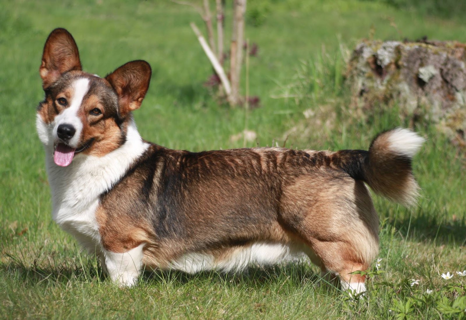 Cardigan Welsh Corgi UK: Sable Saturday