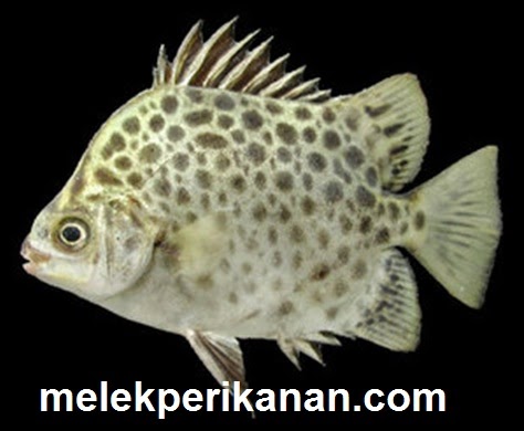 Ikan Ketang-Ketang; Klasifikasi, Morfologi, Habitat, Etc - Melek Perikanan