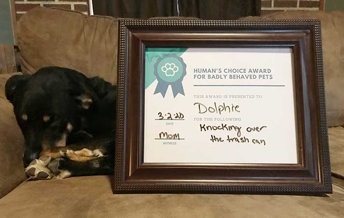 Dry Erase Funny Pet Shaming Sign Free Printable - Koti Beth