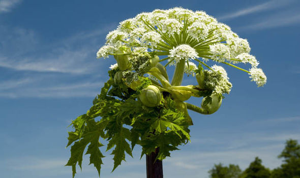Seed to Feed Me: GIANT HOGWEED