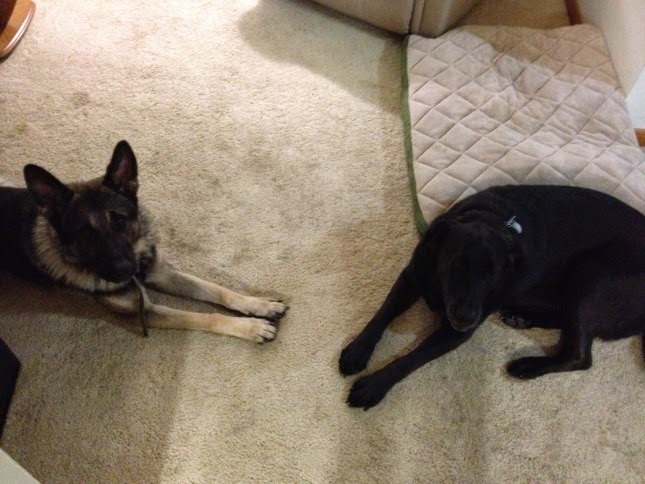 Meet Mrs. T and a Giveaway! - My Mini Adventurer