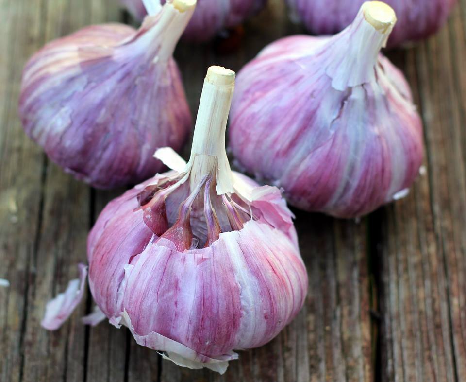 GARLIC