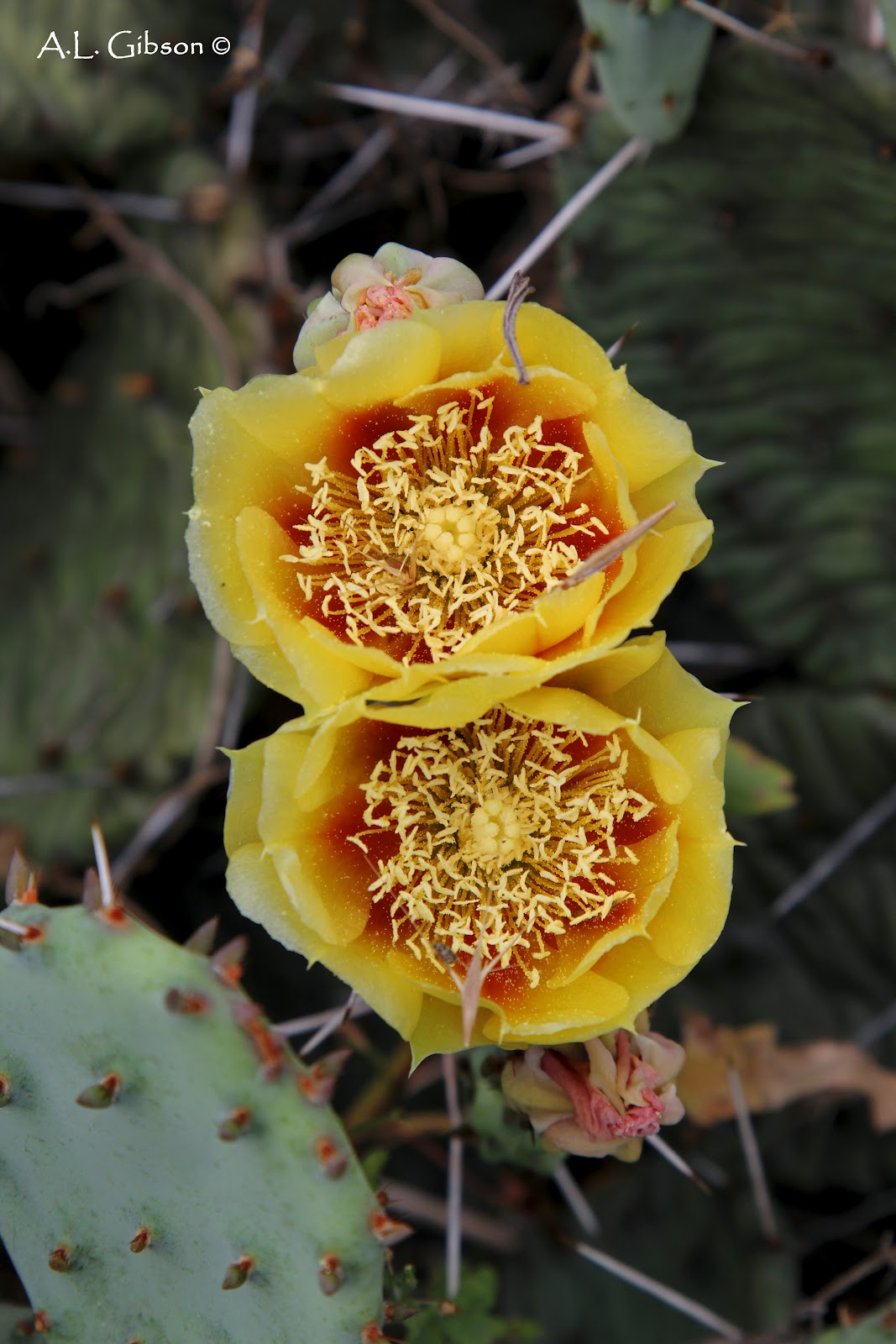 The Buckeye Botanist: Ohio's Native Cactus: Eastern Prickly Pear