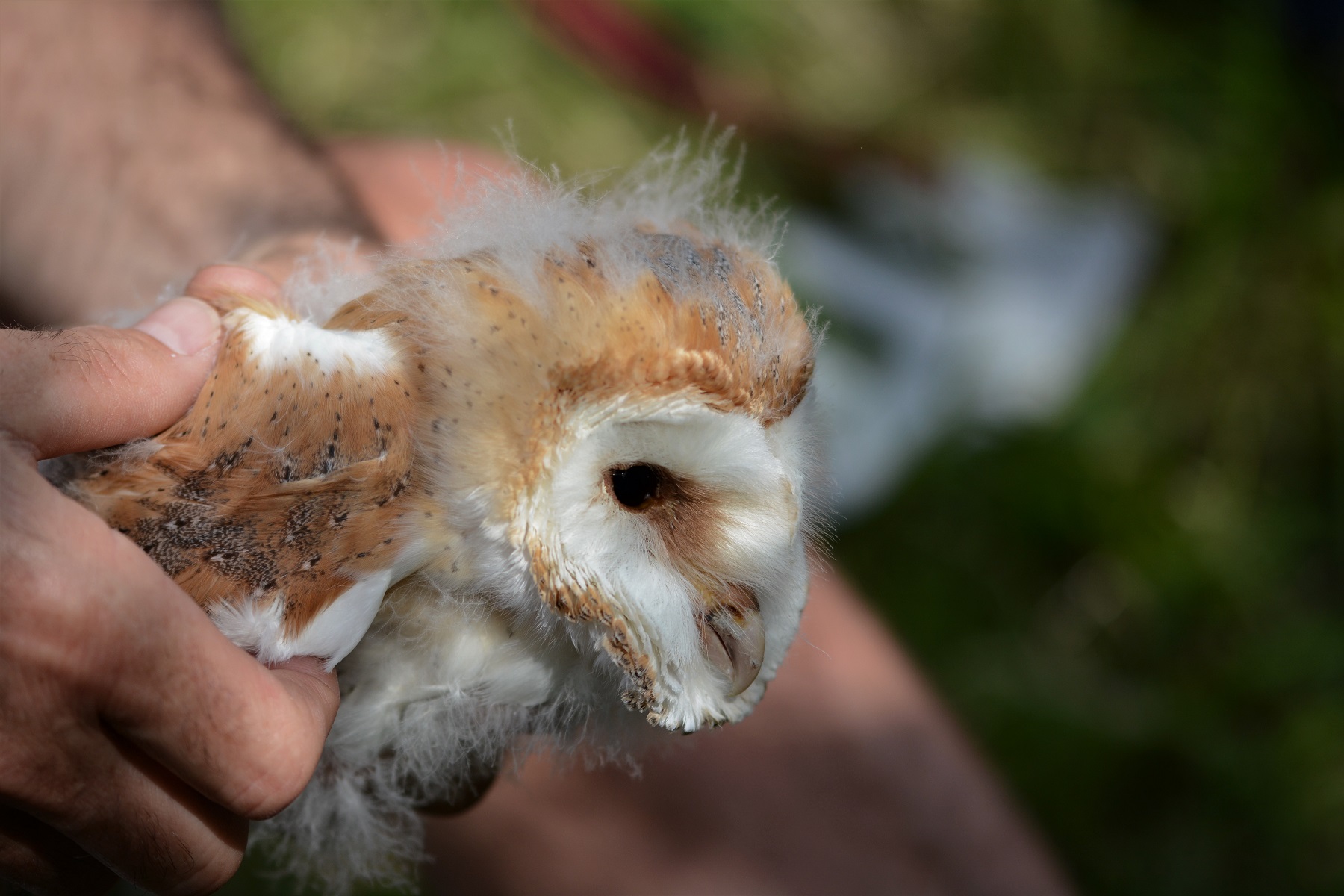 Dave Mo Birding: Kestrels and Barn Owls