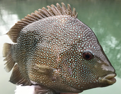 Fish Spotlight: Rio Grande Cichlid