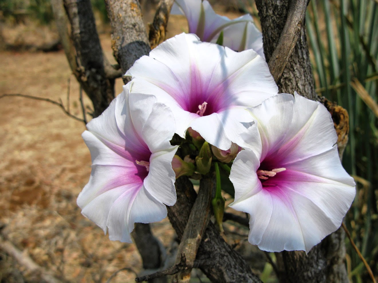 Zambezi Traveller Blogspot: April 2014