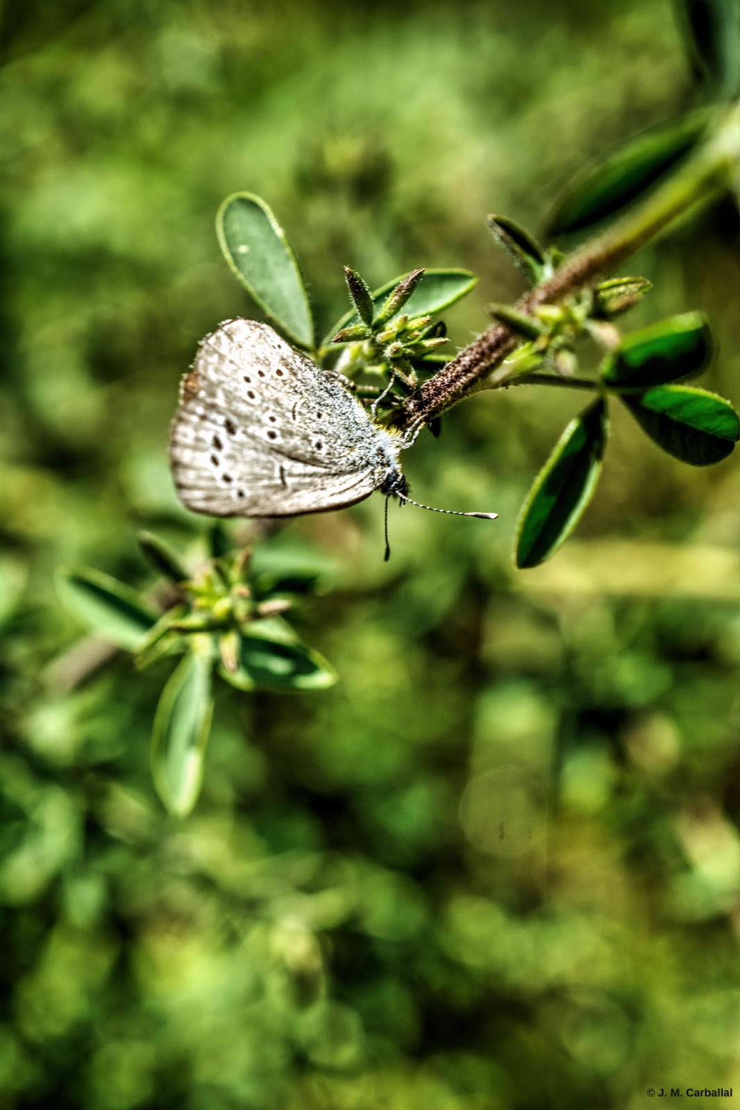 El Blog de Isa y Juan: Escamas azules
