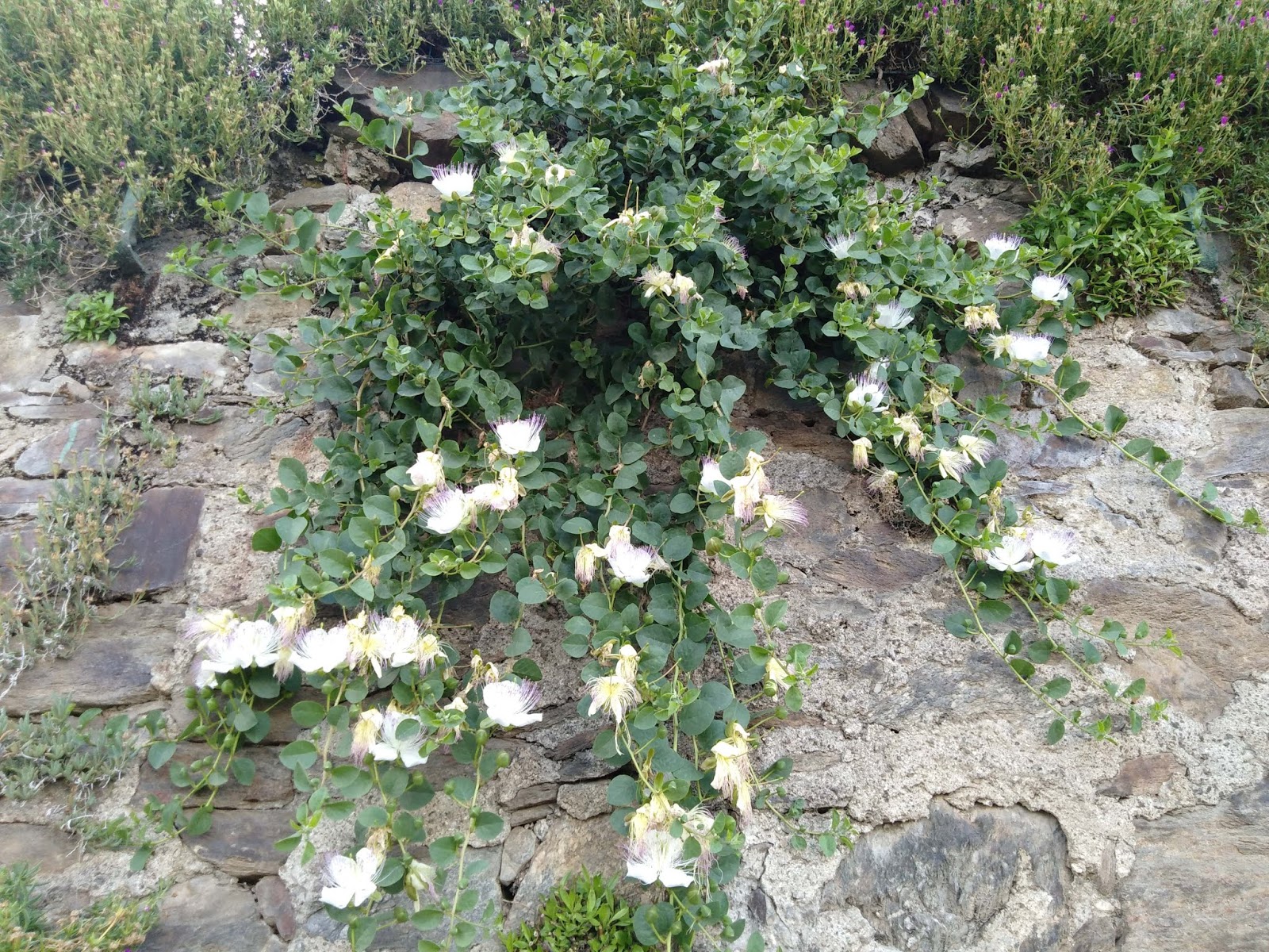 Come Crescere il Cappero (Capparis spinosa) - Coltivazione e Cure | Il ...