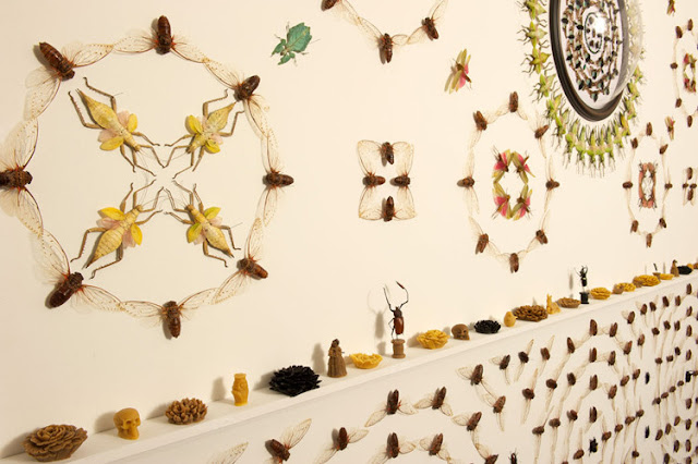 Koi Story: Artist Spotlight v2: Jennifer Angus