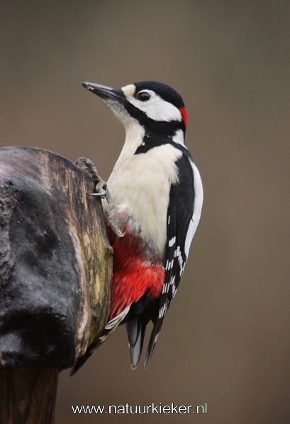 Grote Bonte Specht op bezoek