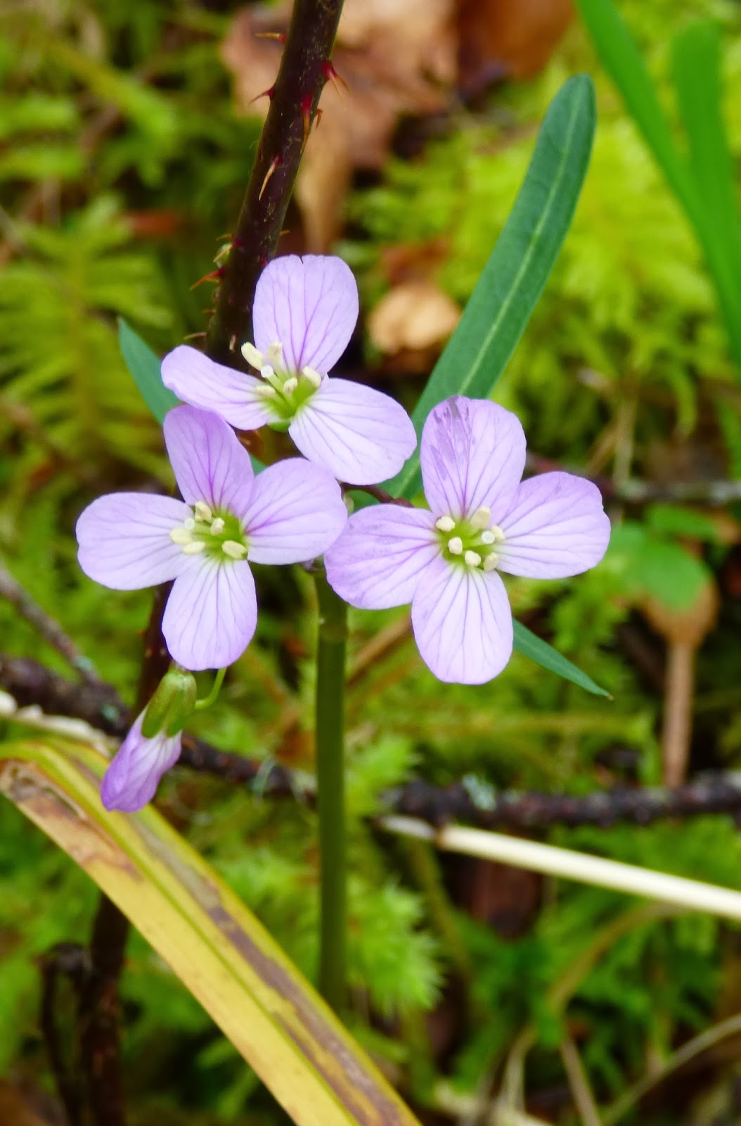 Wildflowers: Spring Woodland Wildflowers