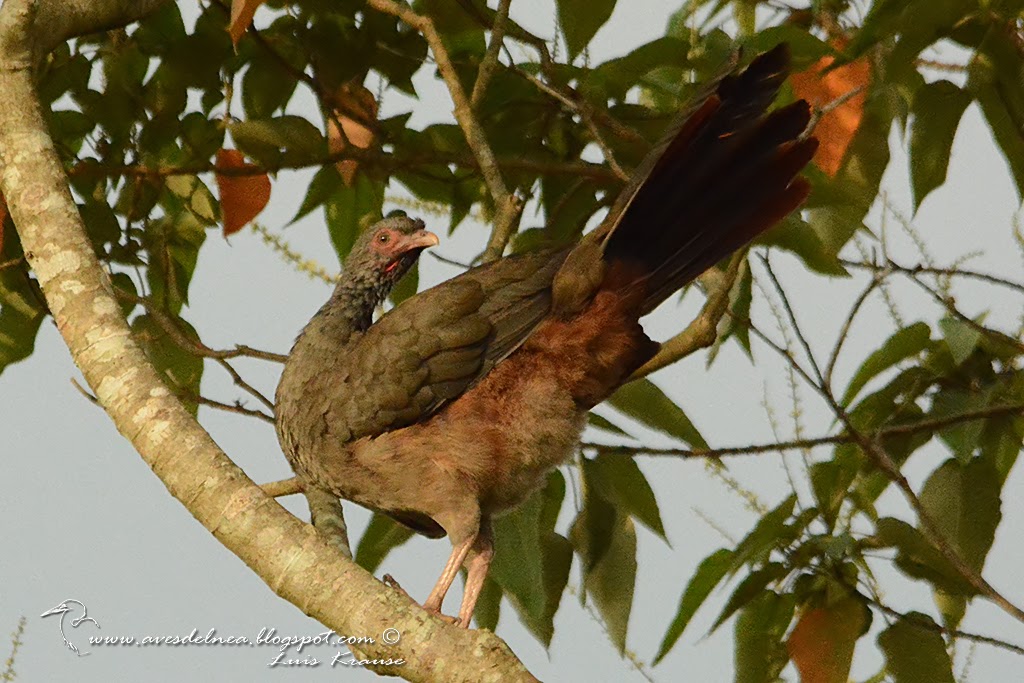 Aves del Nea: Charata (Chaco Chachalaca) Ortalis canicollis