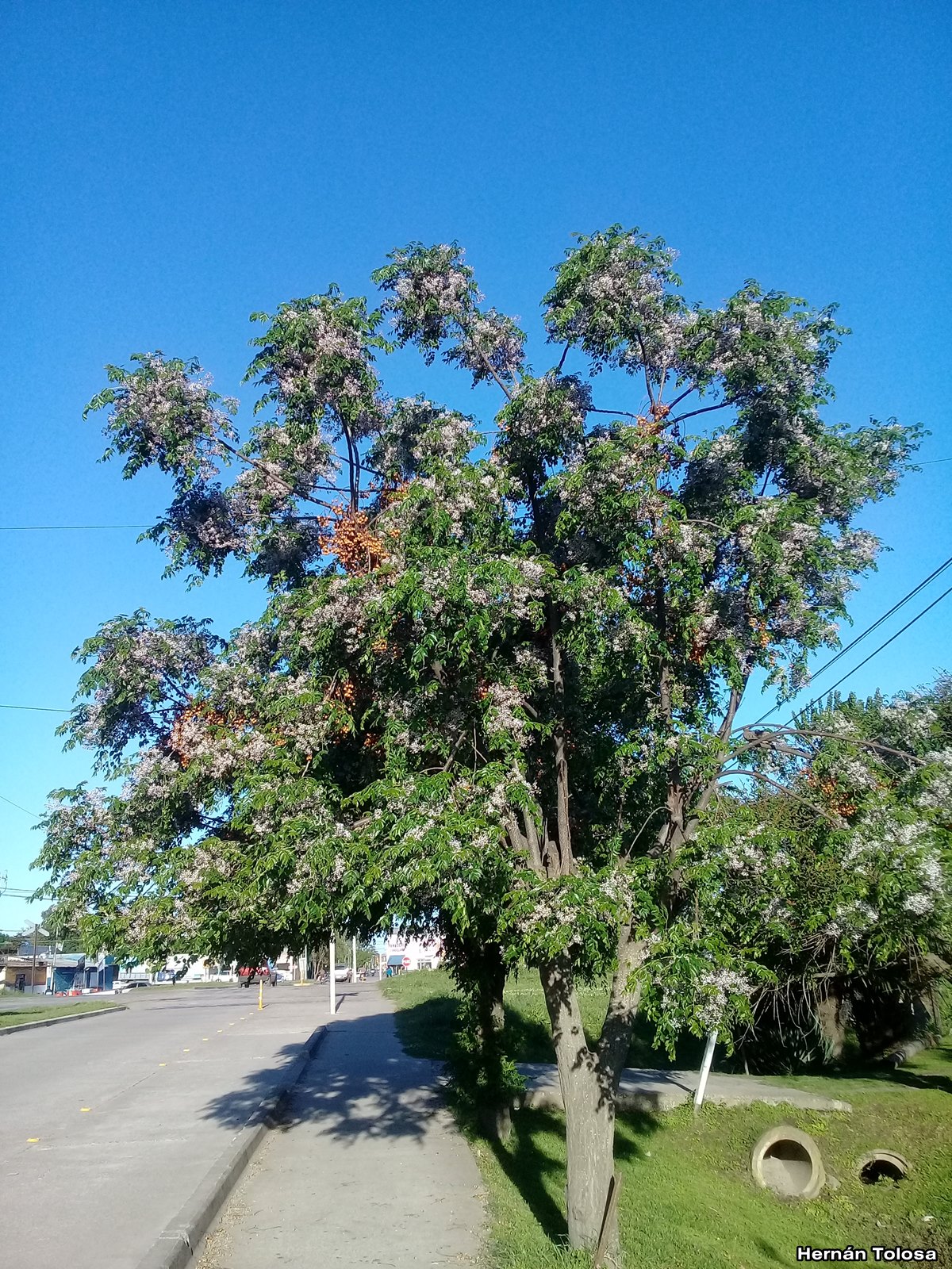 Flora Bonaerense: Paraíso (Melia azedarach)