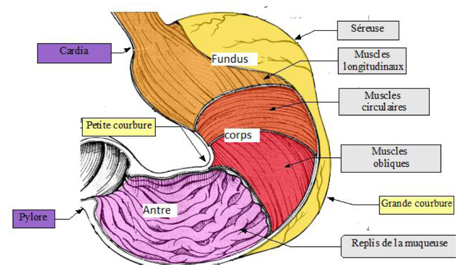[SVI-S5] - Résumé du Cours de la physiologie du Système Digestif - SVI ...