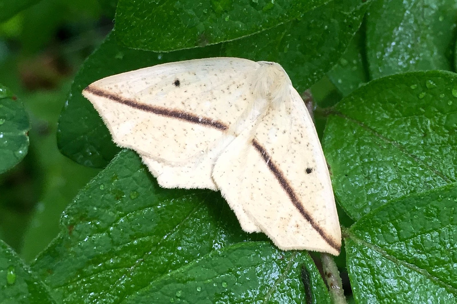 Champlain Islands' Nature: Yellow Slant-line Moth