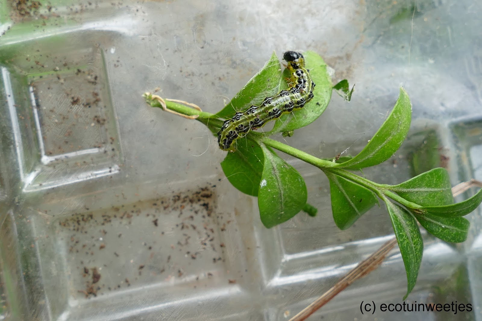 Ecotuinweetjes: 2017