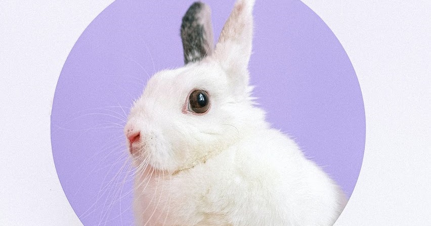 Rabbit Day - Forth Saturday in September