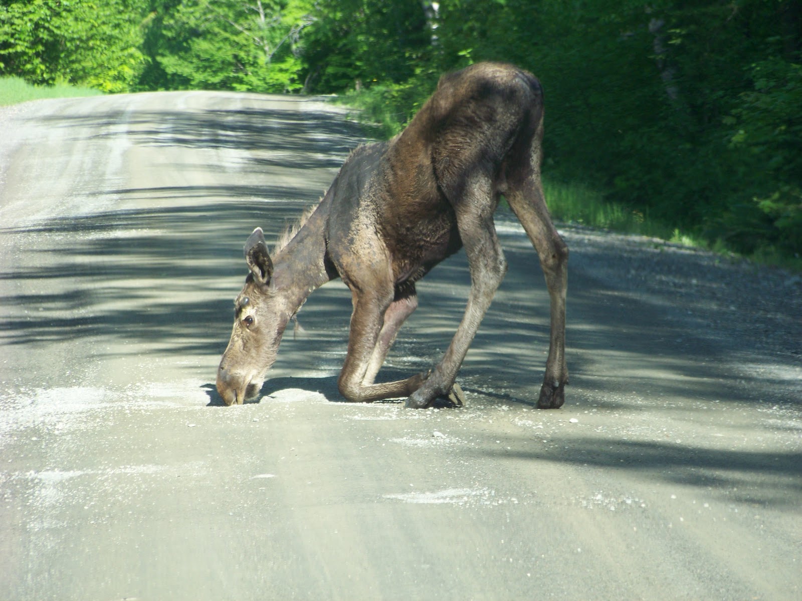 Beautiful Night To See Some Moose