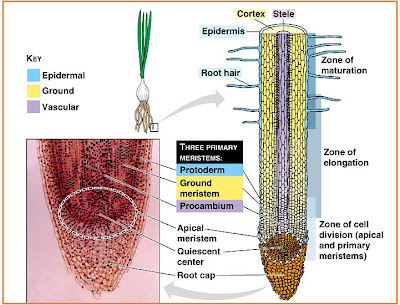 PLANT BODY - Biology Page