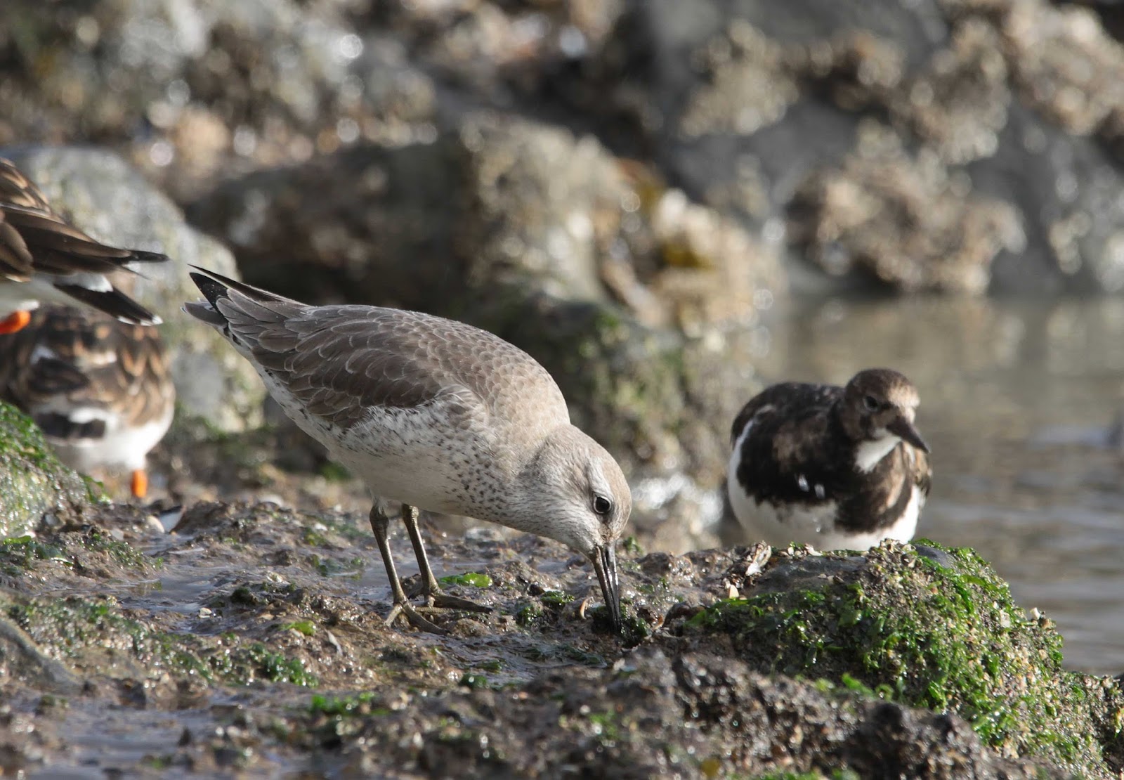 Dommelvos Natuurfotografie: Strandlopers