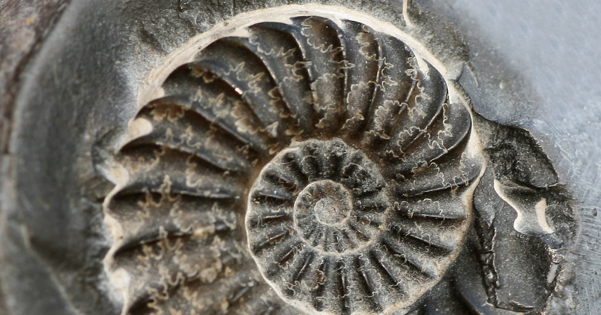 FOSSIL HUNTRESS: AMMONITE TIME PIECE: INDEX FOSSILS