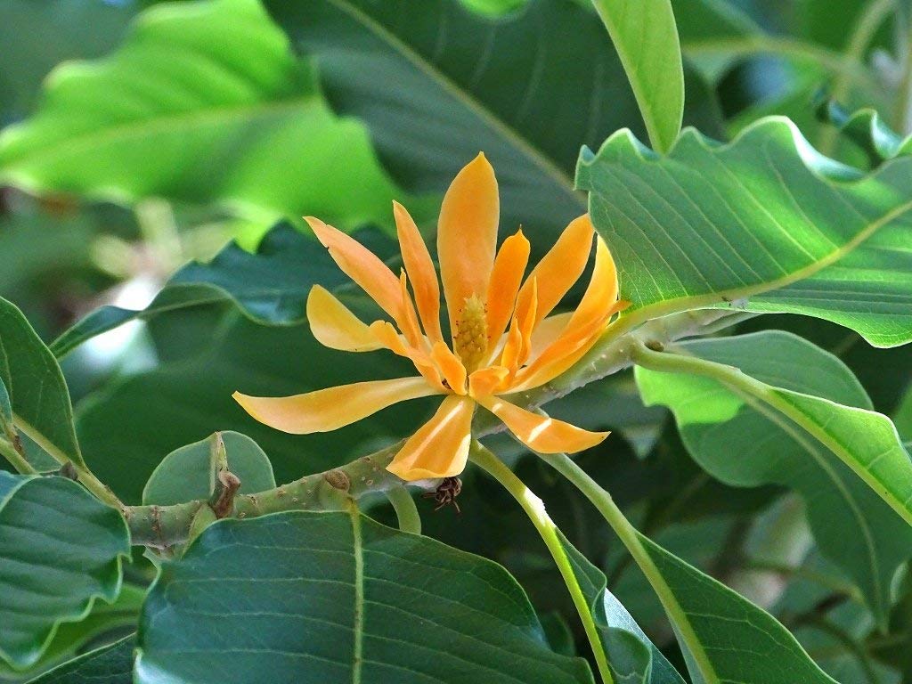Eye-protecting champak flower medicinal benefits
