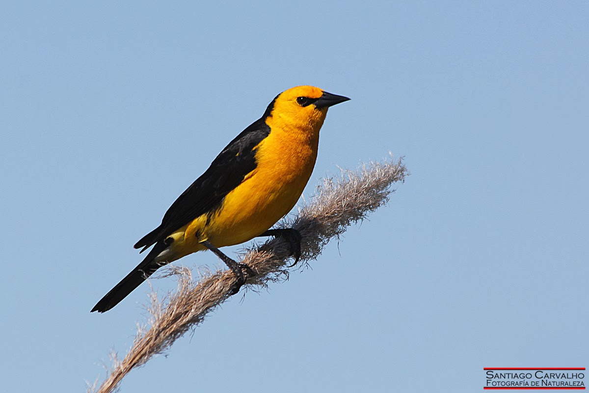 Galería Aves: Xanthopsar flavus - Dragon